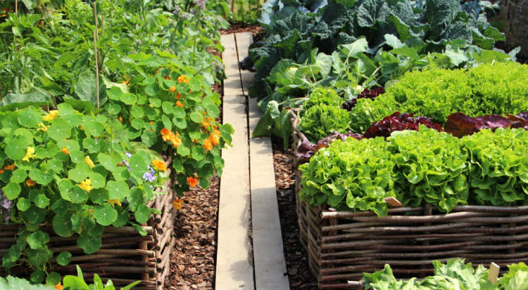 Hochbeete für Obst und Gemüse - Wohnungs-Einrichtung.de